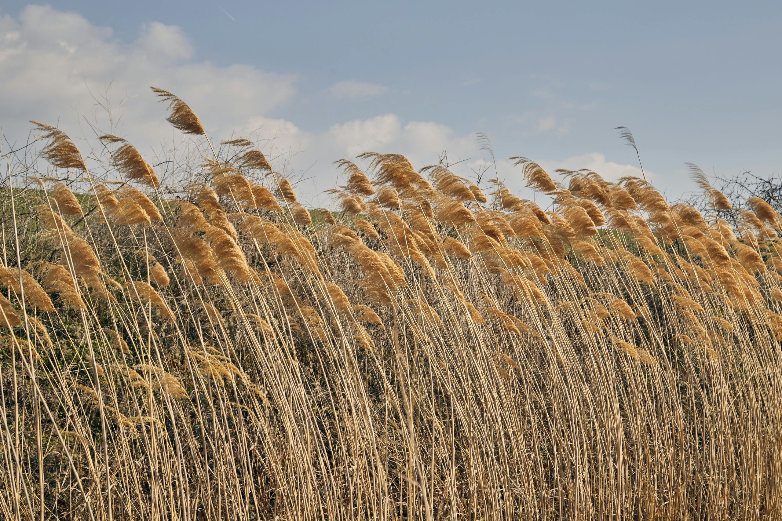 Unified Data Layer Platform - Commerz